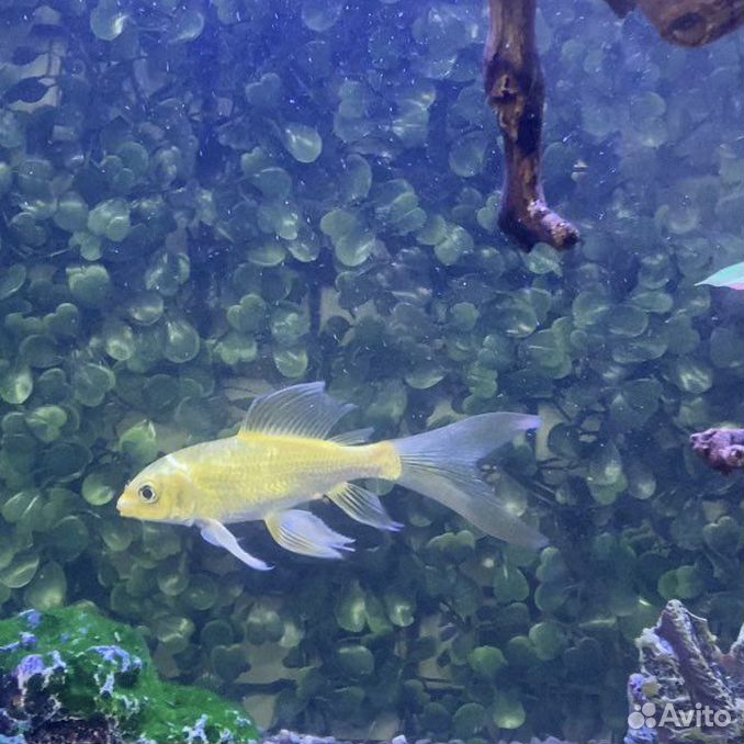 Карпы кои вуалевые