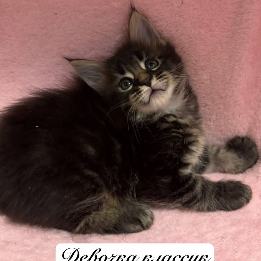 Мейн-кун котёнок