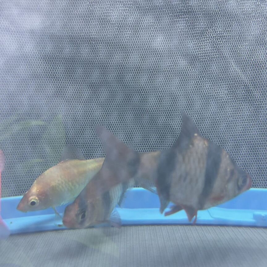 Аквариумные рыбки бесплатно