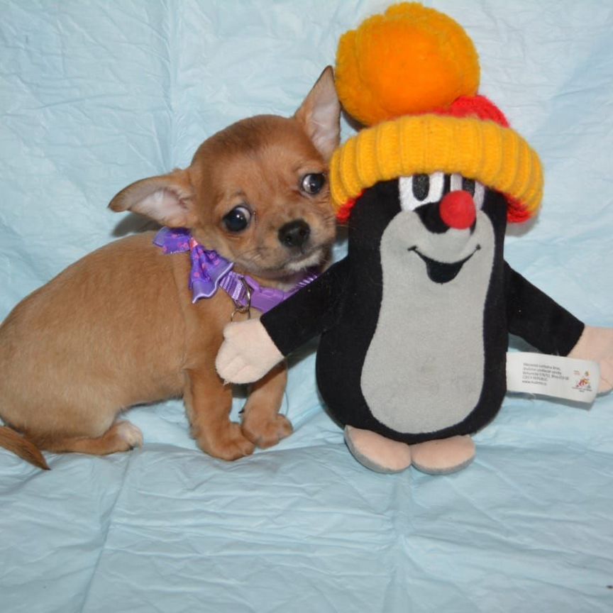 Рыжий чихуахуа