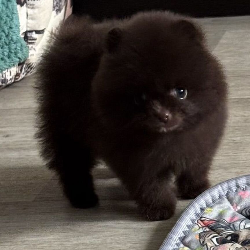 Померанский шпиц, щенок