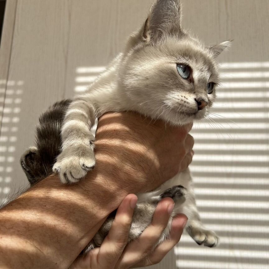 Очень красивый котенок ищет дом