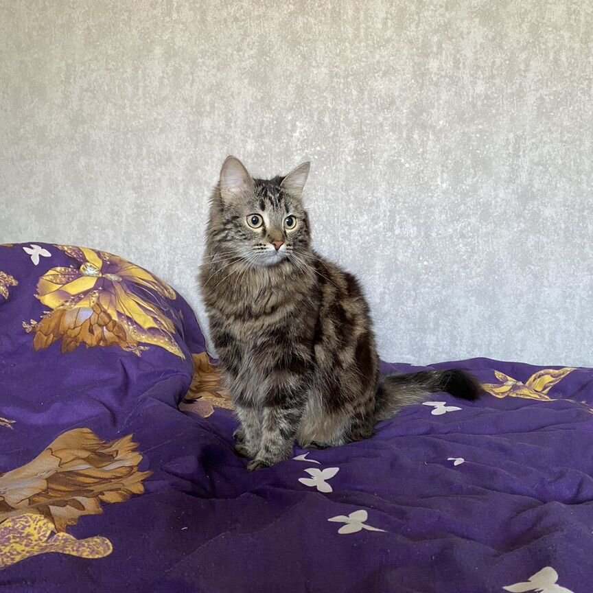 Кошка в добрые руки