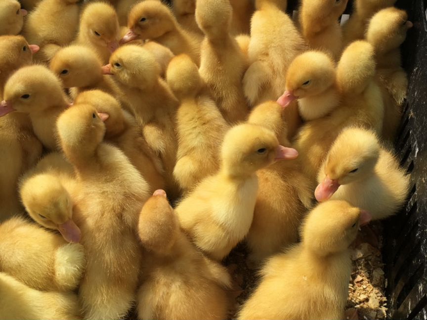 Индюшата,цыплята,утята и др.с 5 апреля