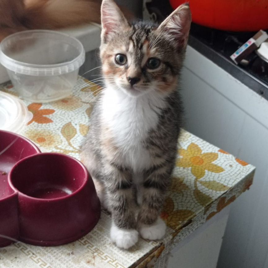 Котенок трехцветка в добрые руки