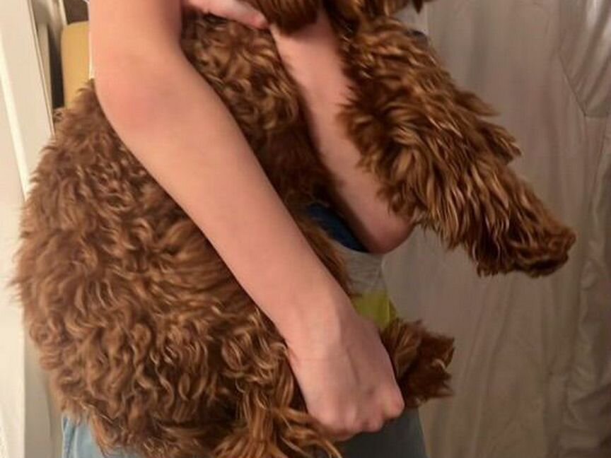 Собака