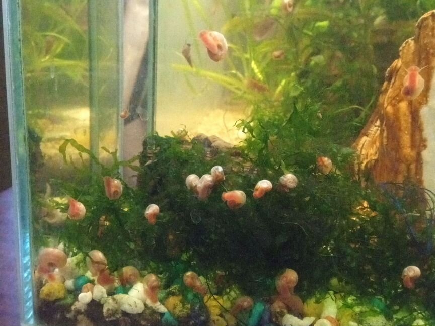 Розовые катушки бесплатно