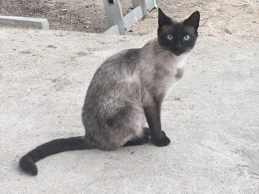 Сиамские коты