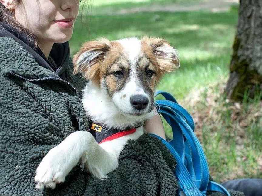 Щенок Элвис 6 месяцев ищет дом