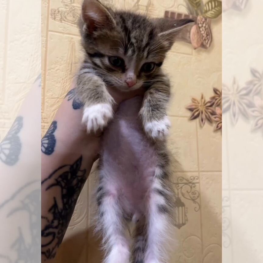 Котёнок в добрые руки