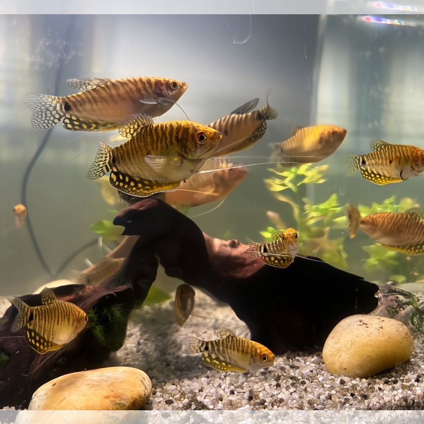 Аквариумные рыбки Гурами