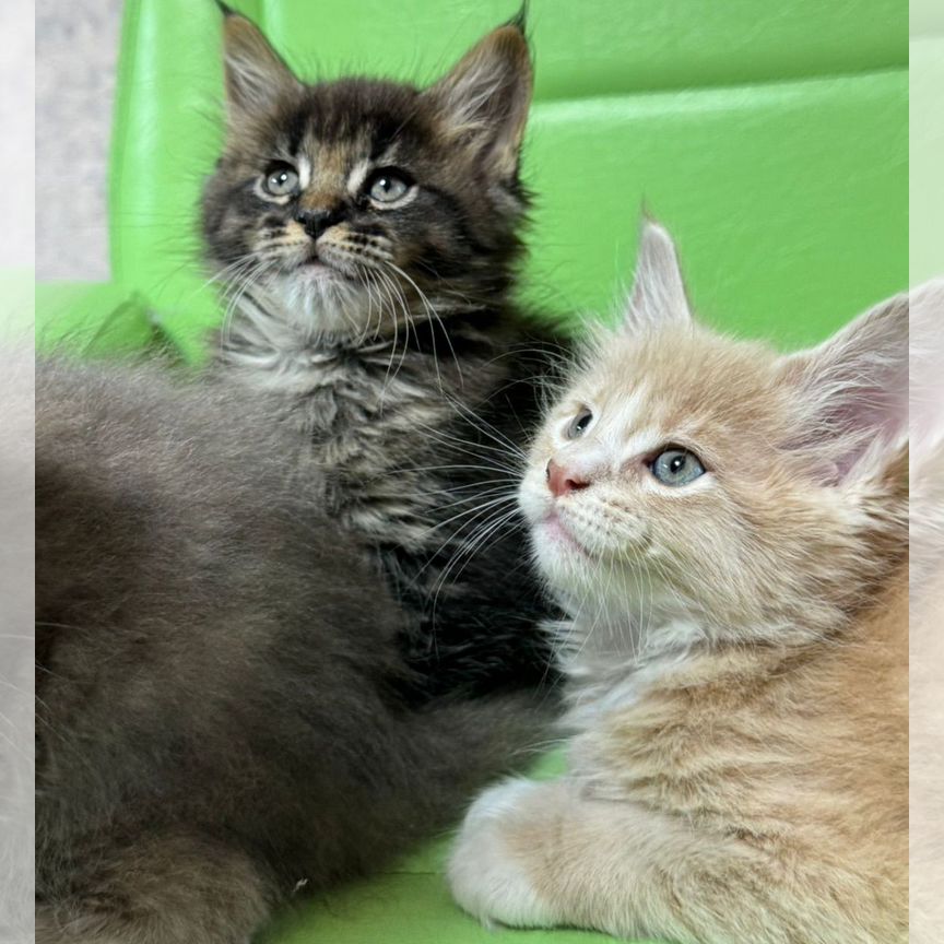 Котята мейкун
