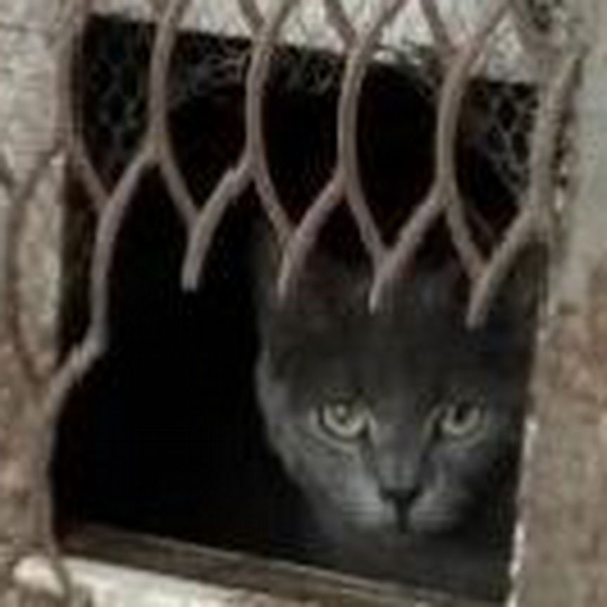 Взрослый кот в добрые руки