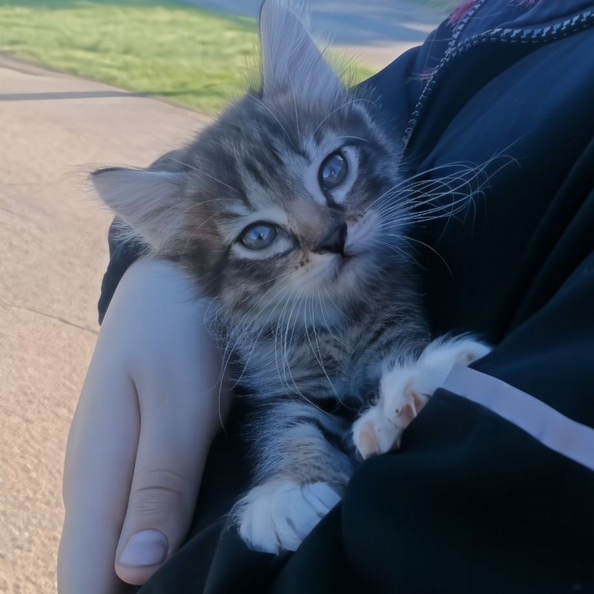 Котёнок в добрые руки
