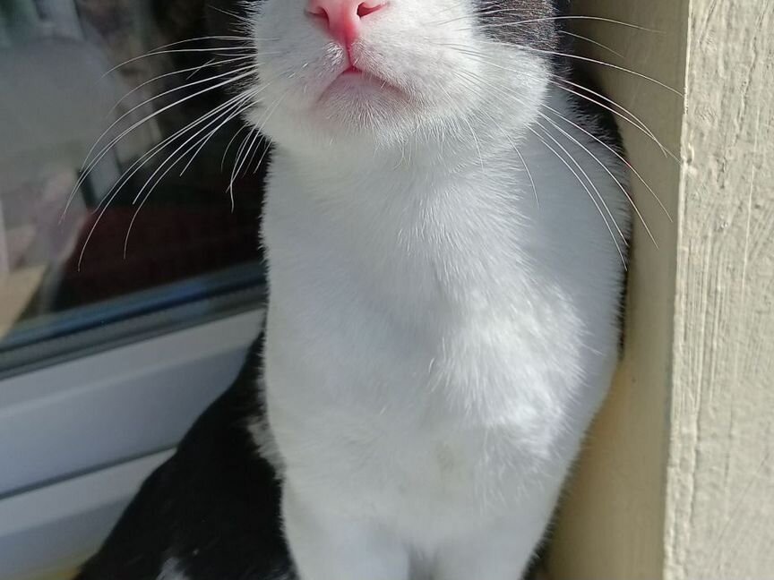 Отдам кота в добрые руки