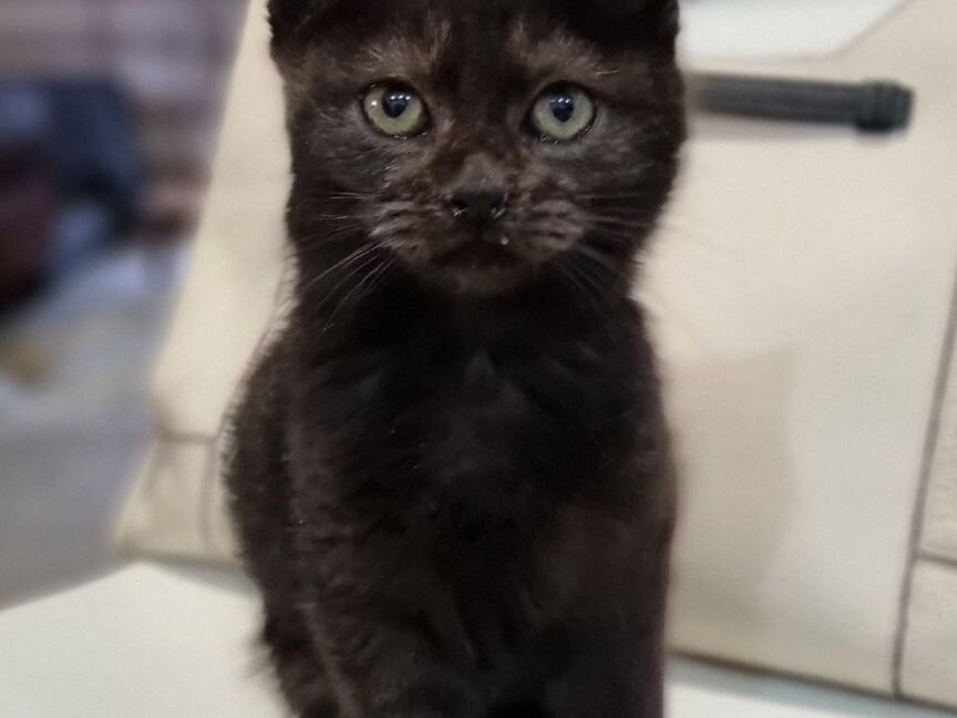 Черные котята от породистой кошки