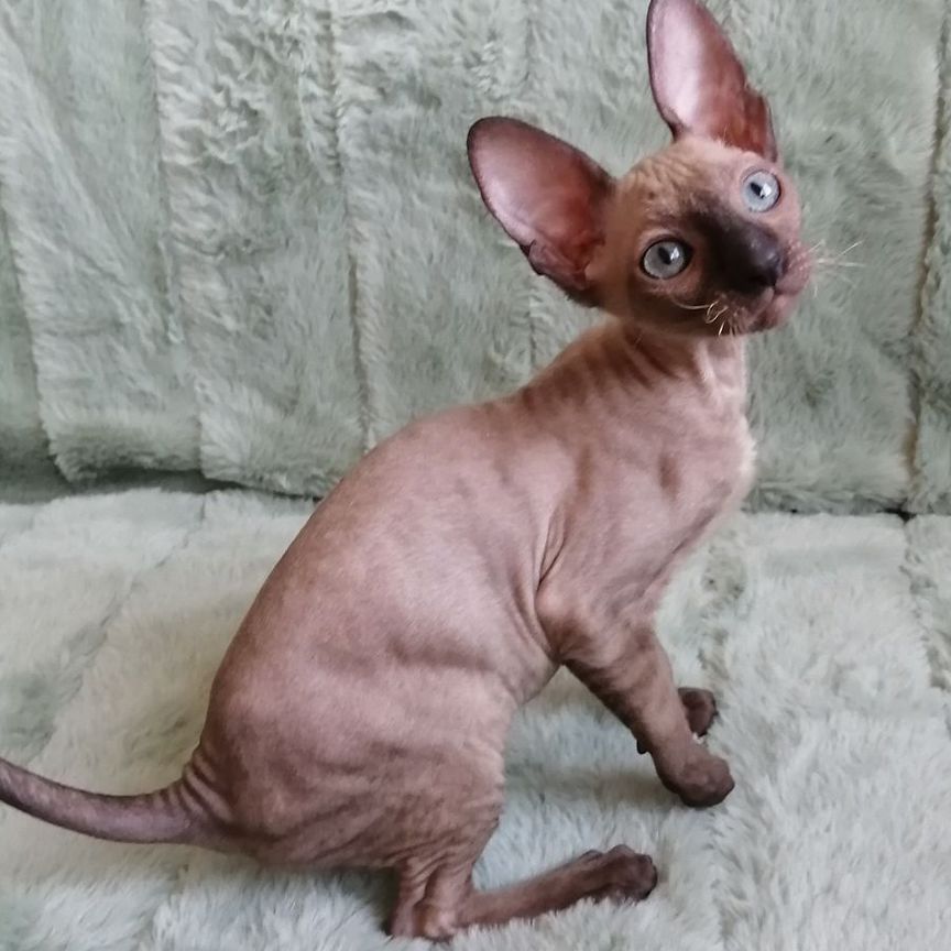 Корниш-рекс котёнок