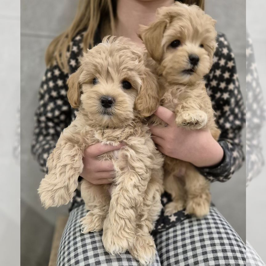 Мальтипу, щенок