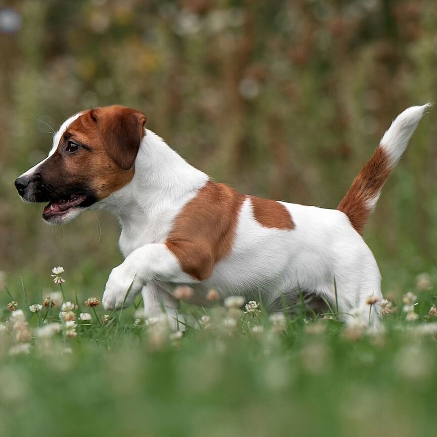 Щенок Джек Рассел терьера