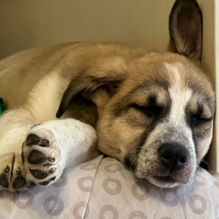 Щенок в добрые руки