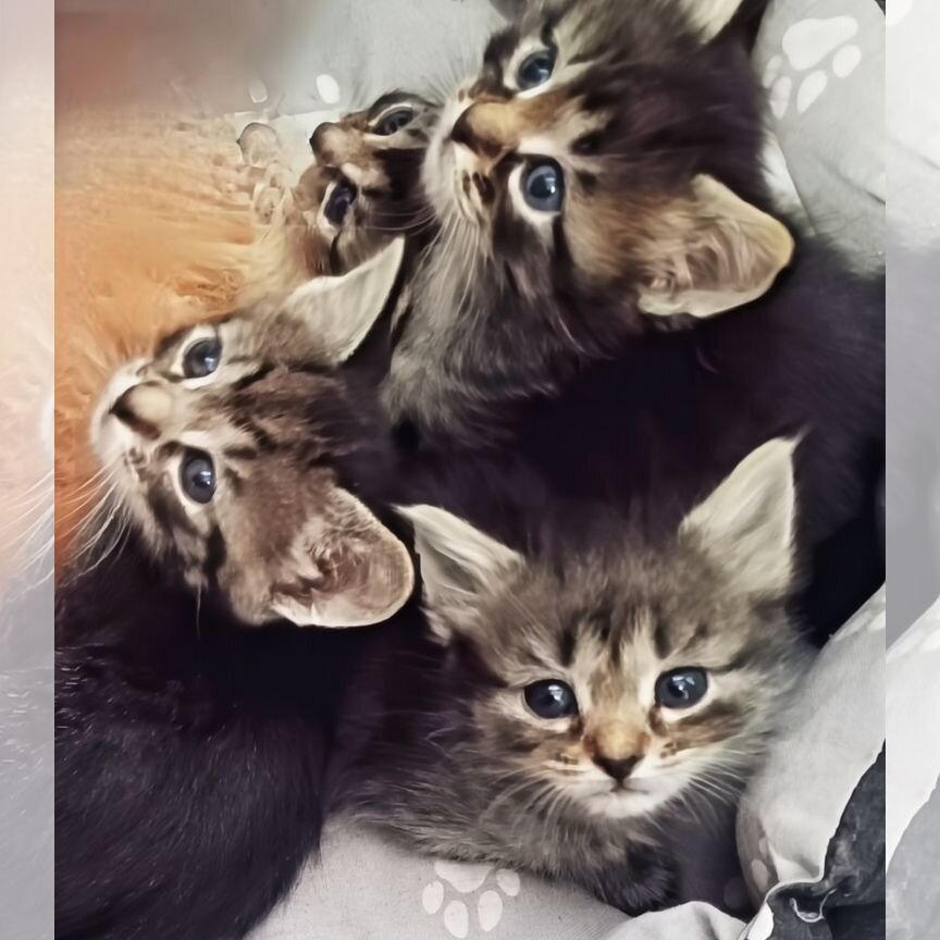 Котёнок от частного владельца