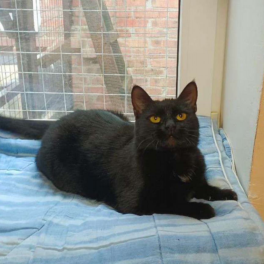 Ласковая нора ищет дом