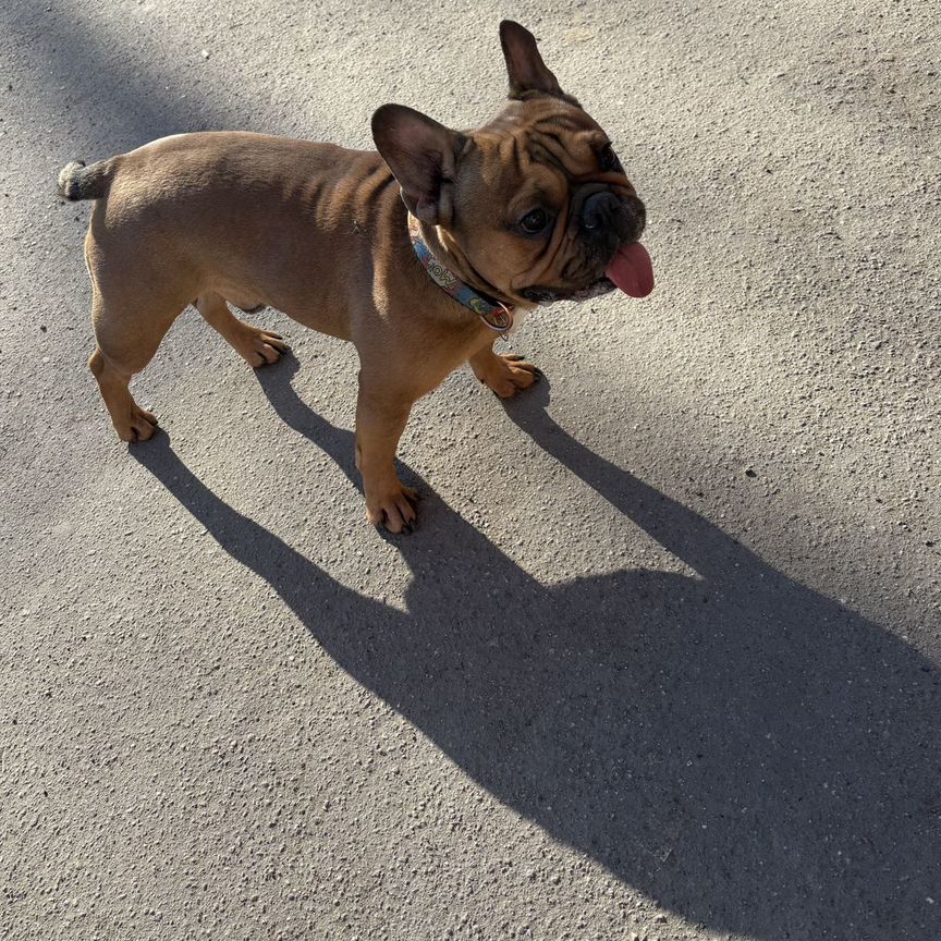 Французский бульдог, взрослый пёс