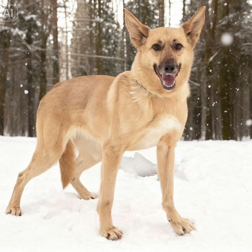 Взрослая собака в добрые руки