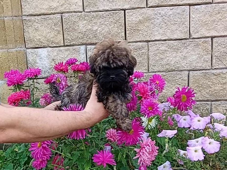 Мальтипу щеночек девочка