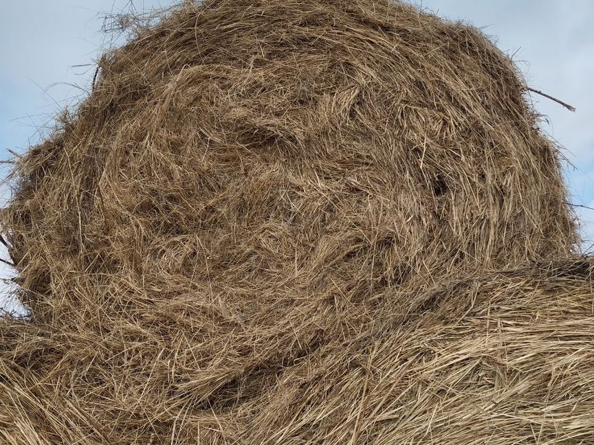 Продам сено в рулонах