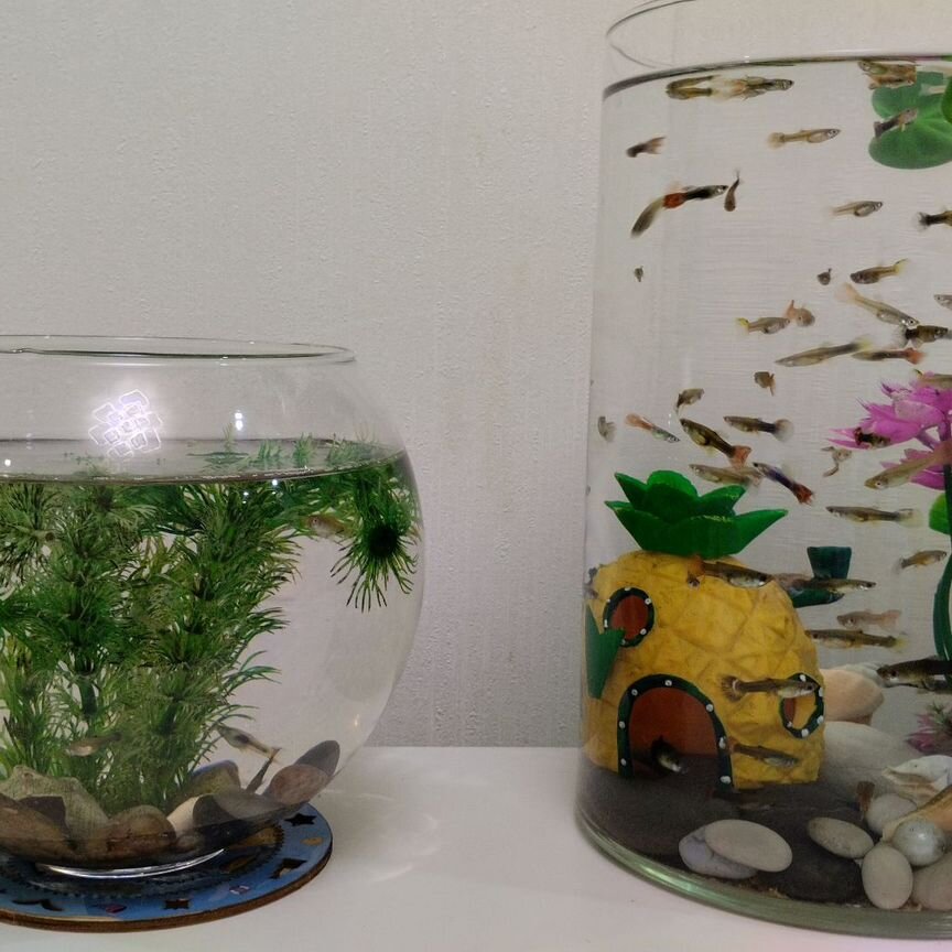 Аквариумы с рыбками