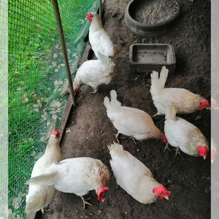 Продам куриц