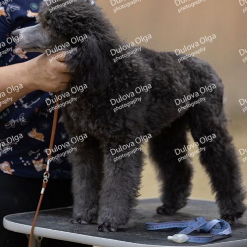 Щенок карликового пуделя