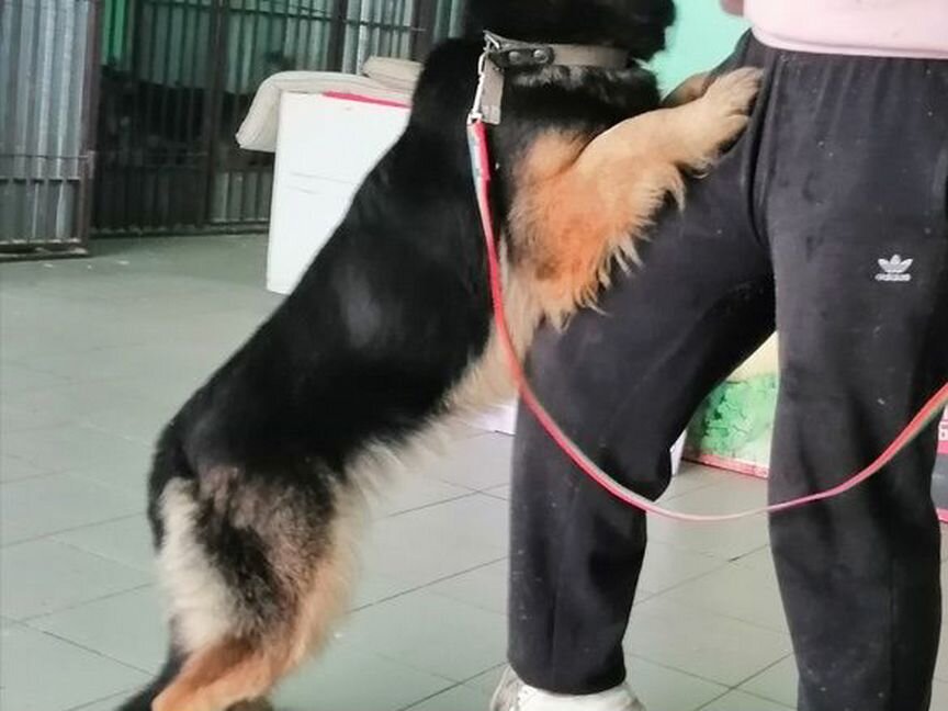 Овчар Карим в хорошую семью