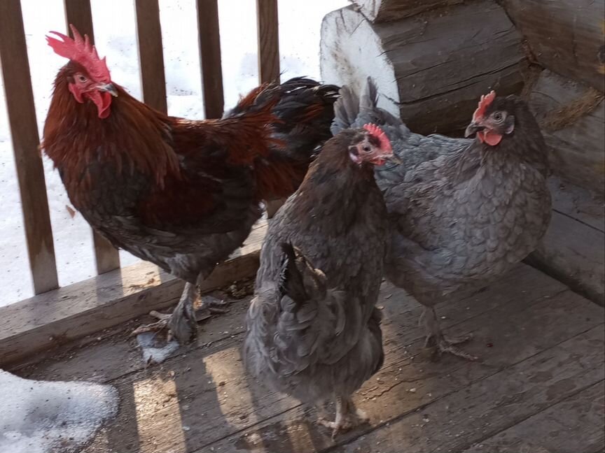 Семьи породных кур