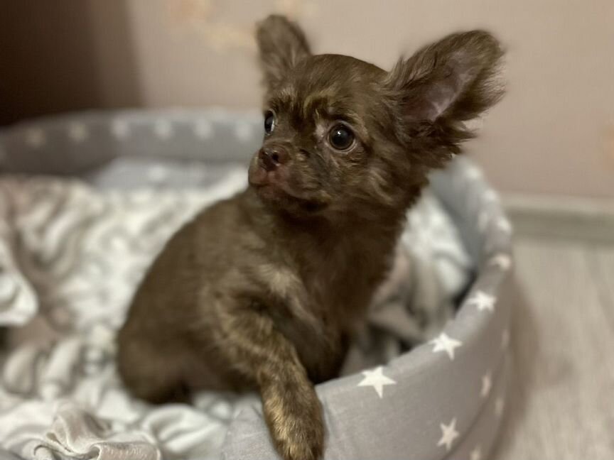 Щенок чихуахуа 3,5 месяца