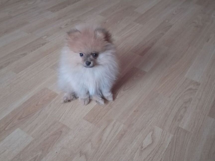 Померанский шпиц