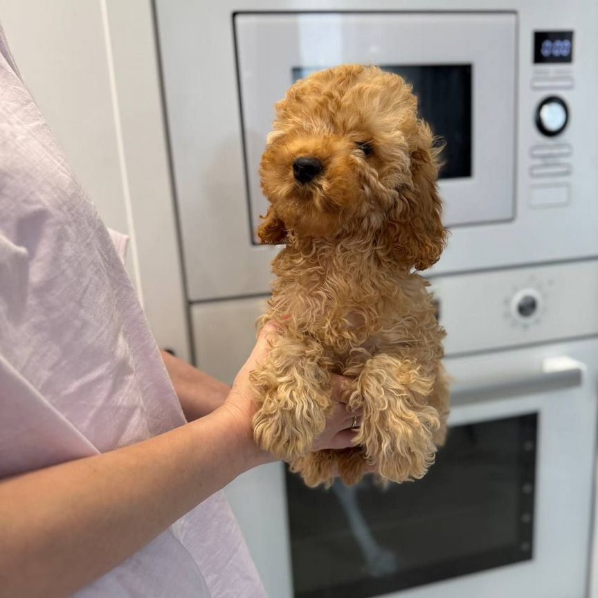 Той-пудель абрикос