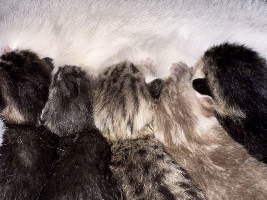 Шотладские вислоухие котята