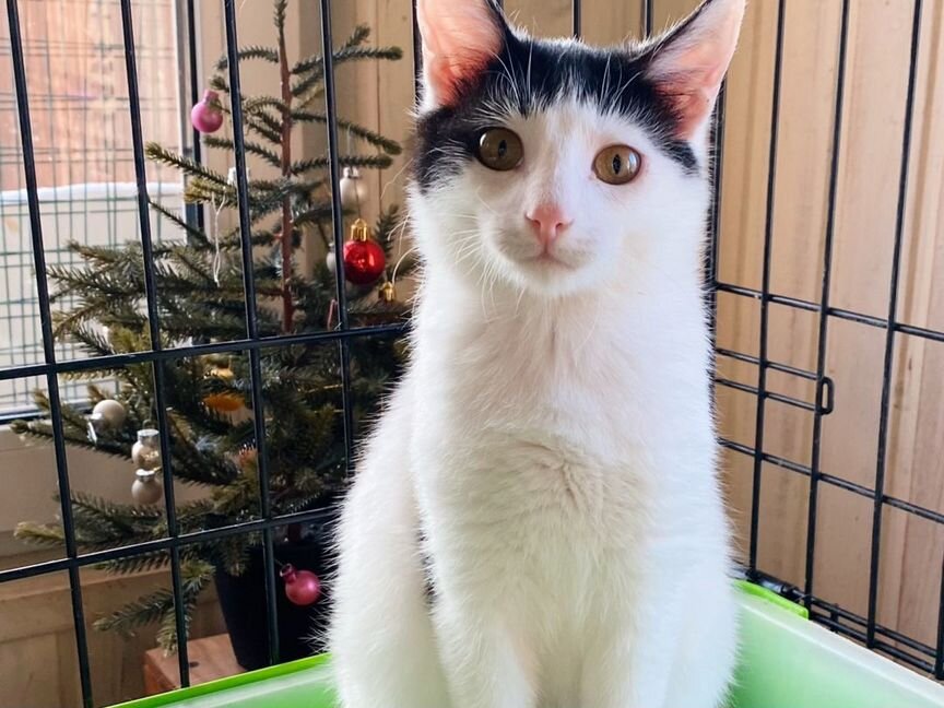 Котёнок мальчик скромный, самый ласковый малыш 5м