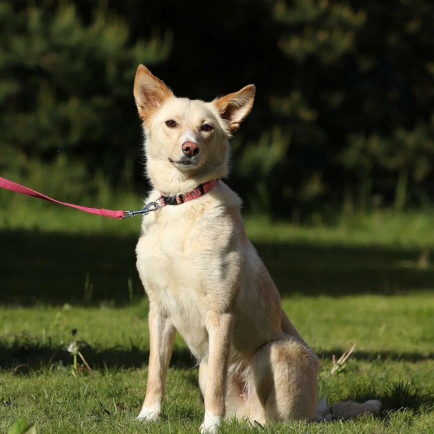 Белочка- особенная собака в добрые руки