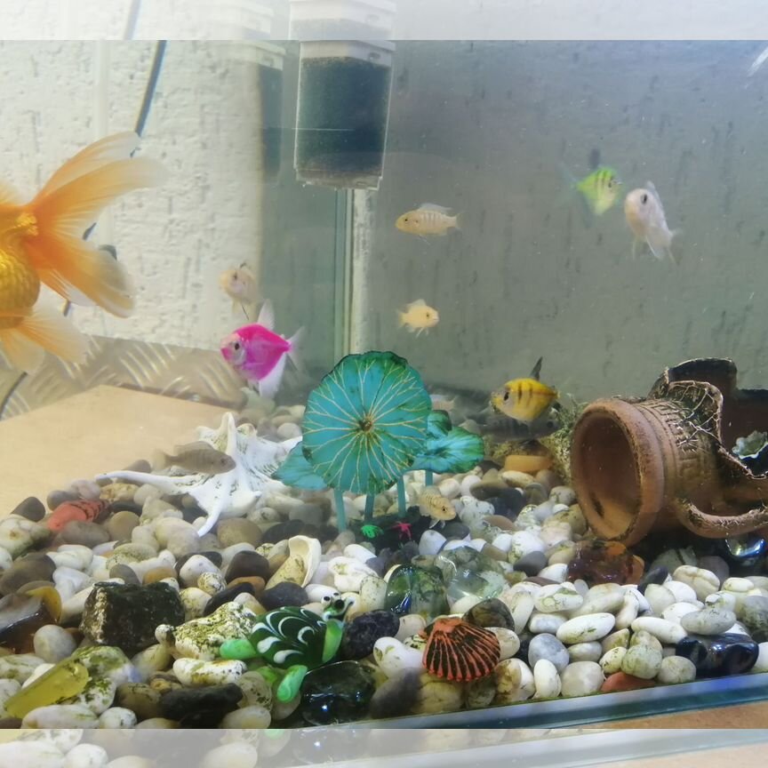 Аквариумные рыбки