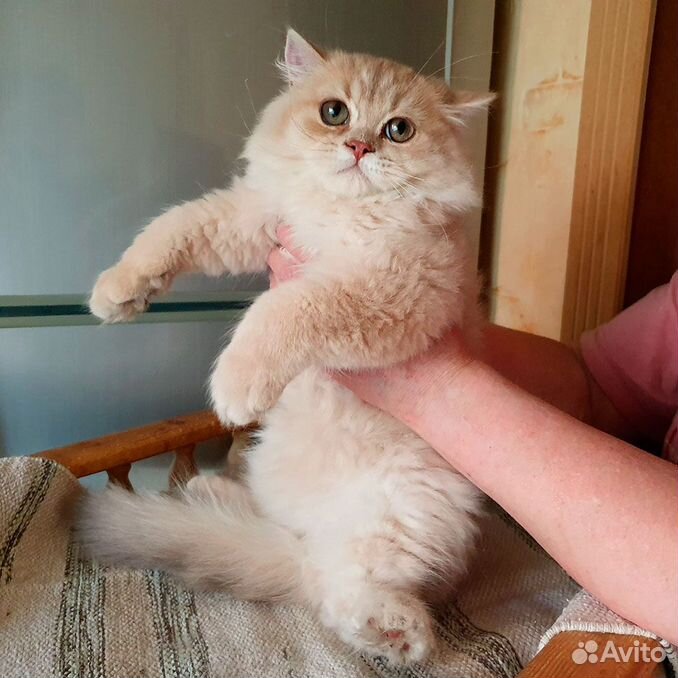 Лиловый золотой длинношерстный британец