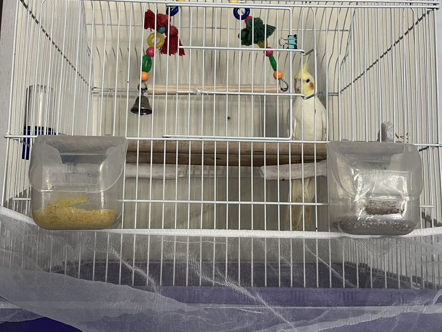 Продам попугая кореллу с клеткой