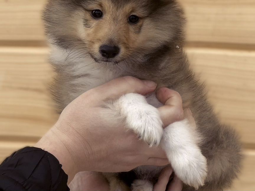 Щенки шелти