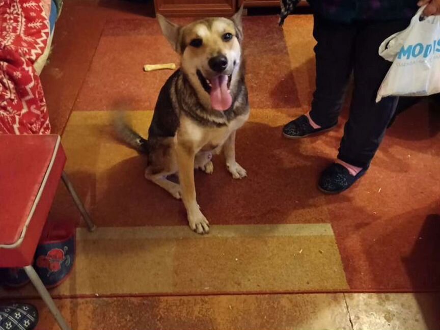 Собака в добрые руки отдам бесплатно