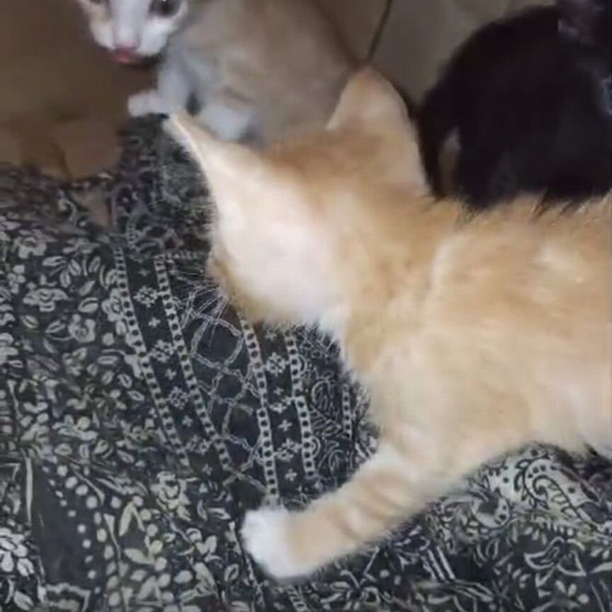 Котята