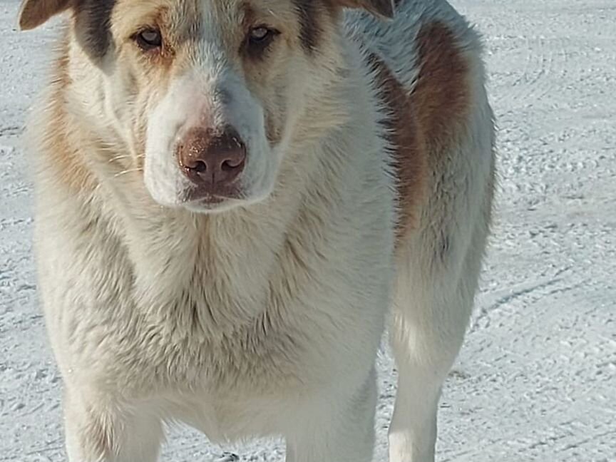 Очень умный песик. Собака