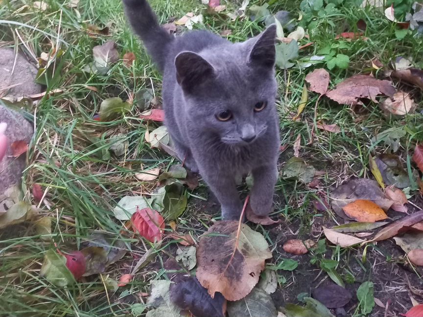 Найден Русско голубой кот