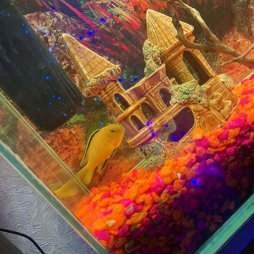 Цихлиды Елоу